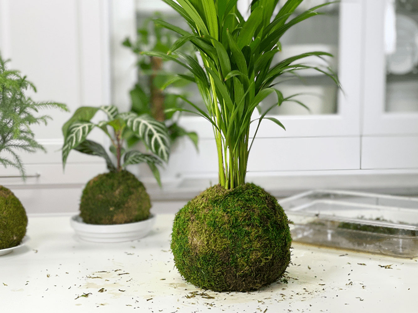 Events - Jada's Garden & Greenhouse